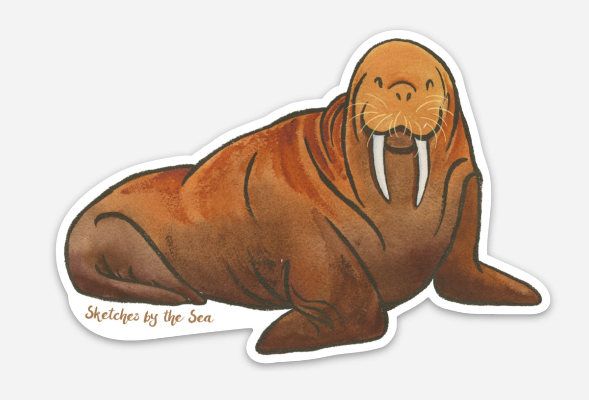 Walrus Sticker ST – Sketches By The Sea